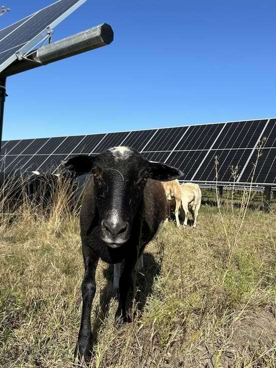 Businesses | Pivot Energy